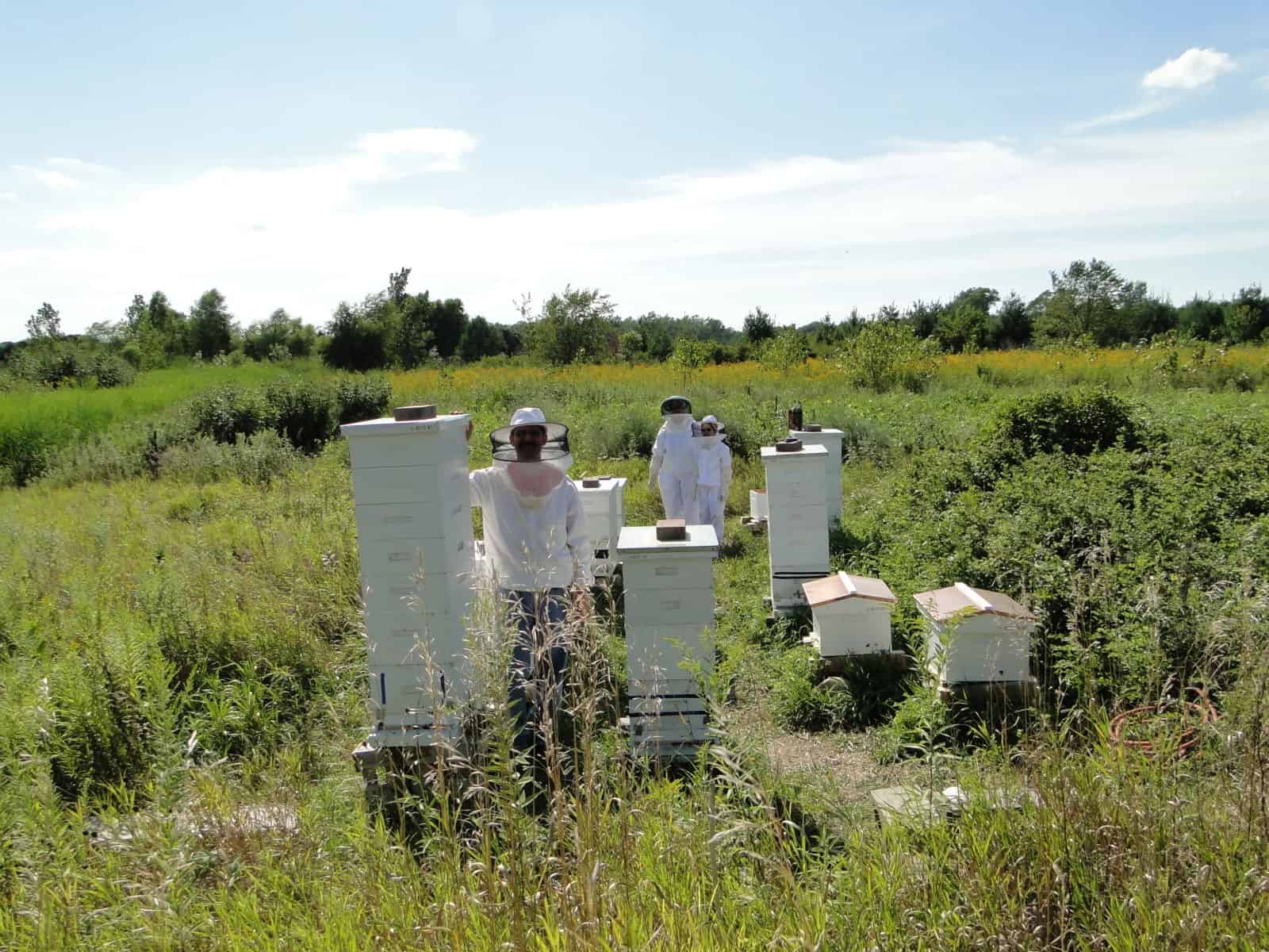 Honey Bee Supplier & Beekeeping Supplies Chicago, IL | Meyer Bees