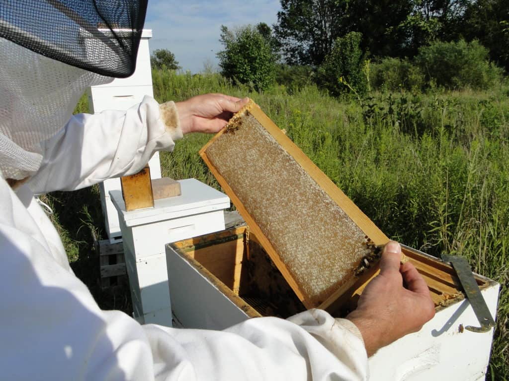 Raw Local Honey & Honey Extracting / Bottling Service - Meyer Bees