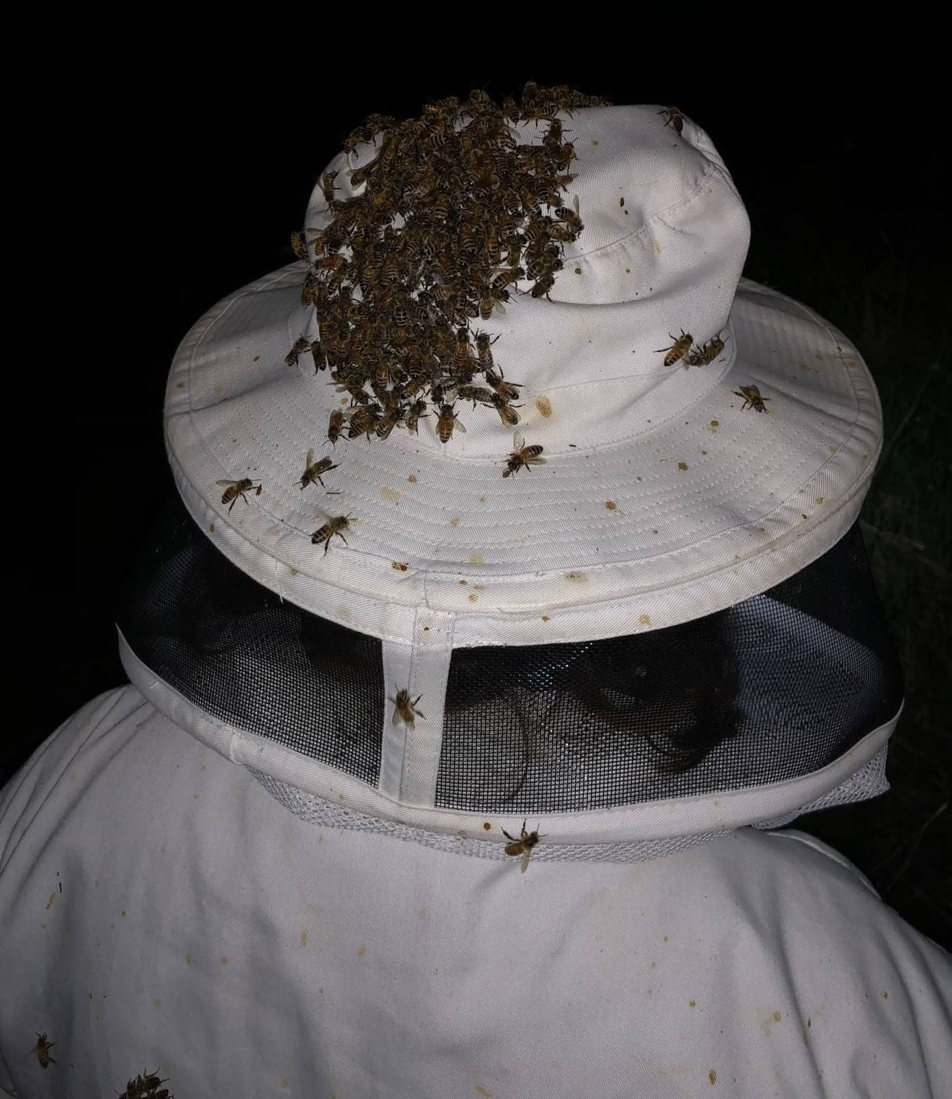 Honey Bee Supplier & Beekeeping Supplies Chicago, IL | Meyer Bees