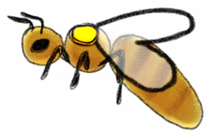 Carniolan Queen Bee availalable in Chicago area - Meyer Bees