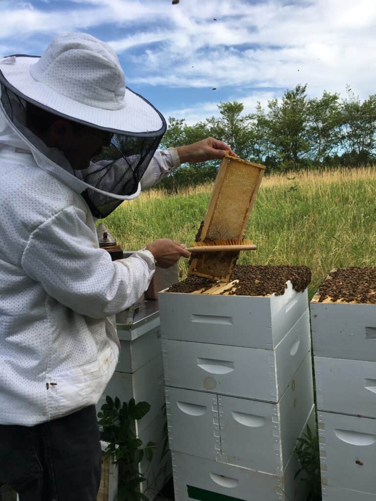 Honey Bee Supplier & Beekeeping Supplies Chicago, IL | Meyer Bees