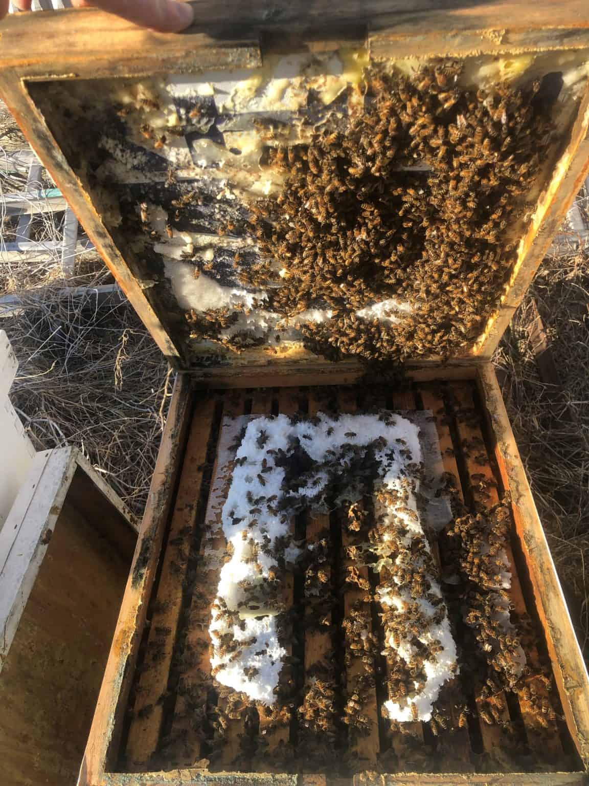 Bee Fondant Cube is easy to deliver to bees that need food fast!