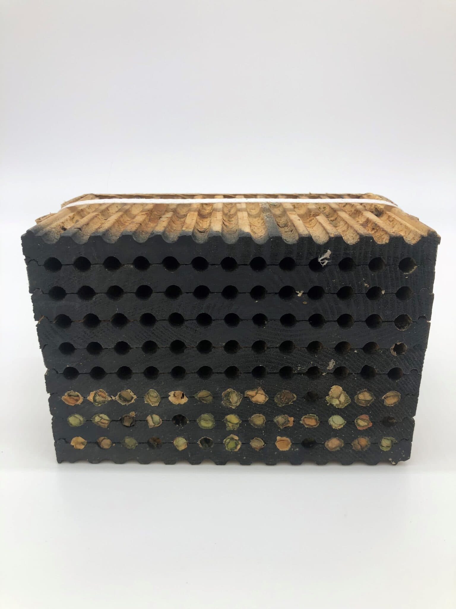 Leafcutter Bee Cocoons (Megachile Rotundata) - Meyer Bees