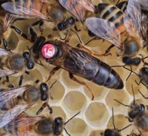 Queen Marking Numbers - Meyer Bees