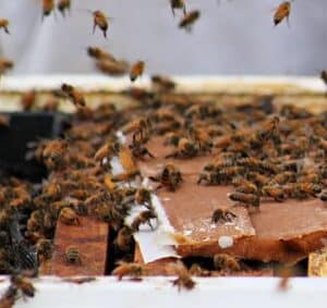 Global Pollen Patties with real pollen - Meyer Bees