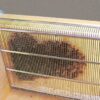 Queen Rearing Supplies and Tools - Meyer Bees