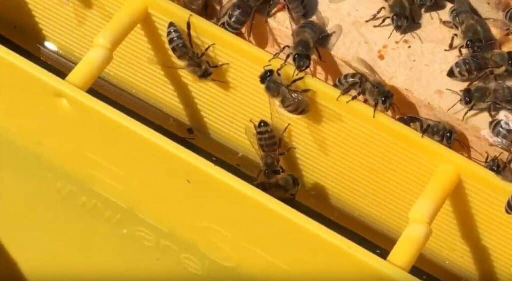 Anel Division Board Frame Feeder is very narrow with floats - Meyer Bees