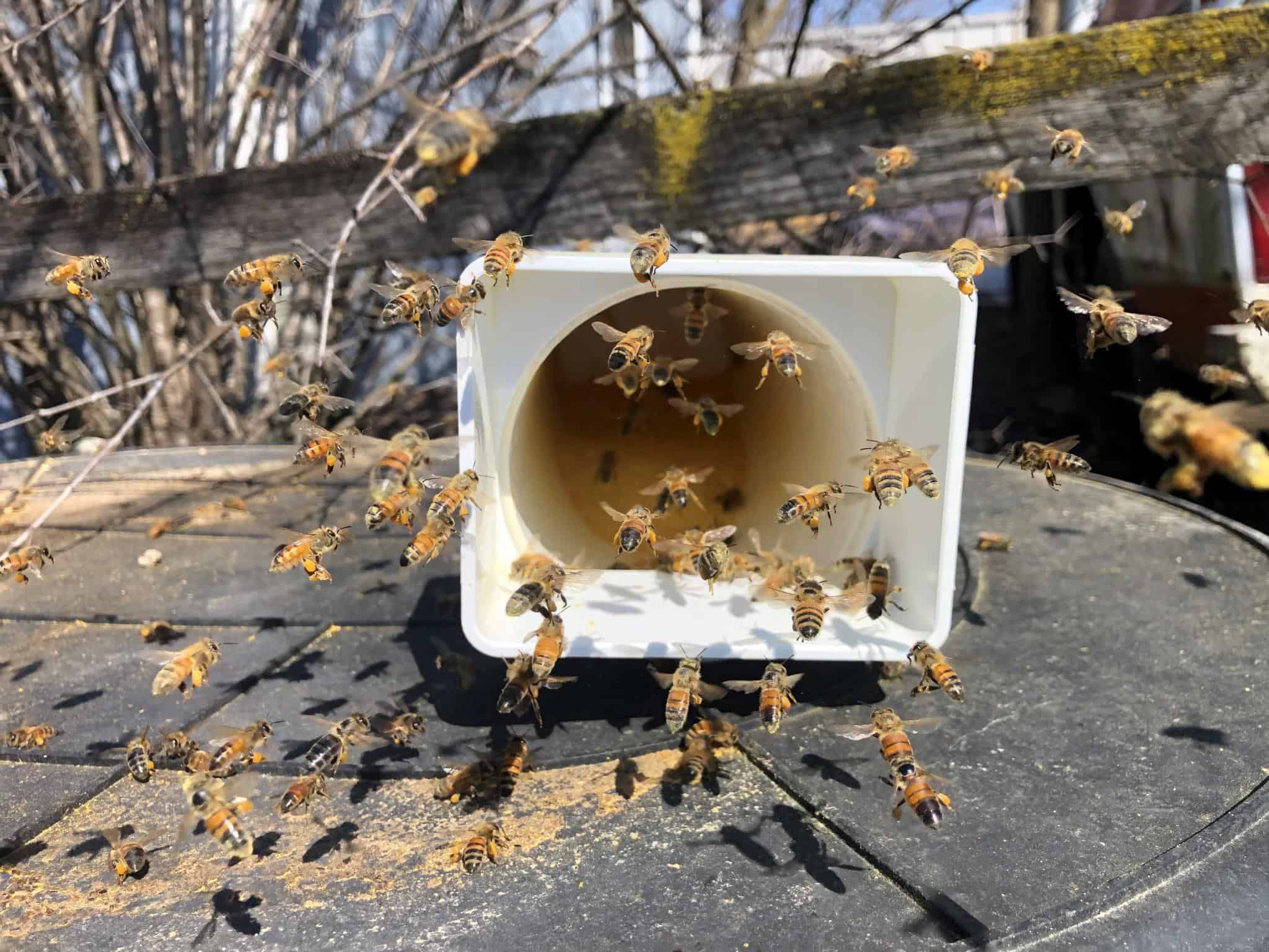 Bee Pollen Feeder DIY - Meyer Bees