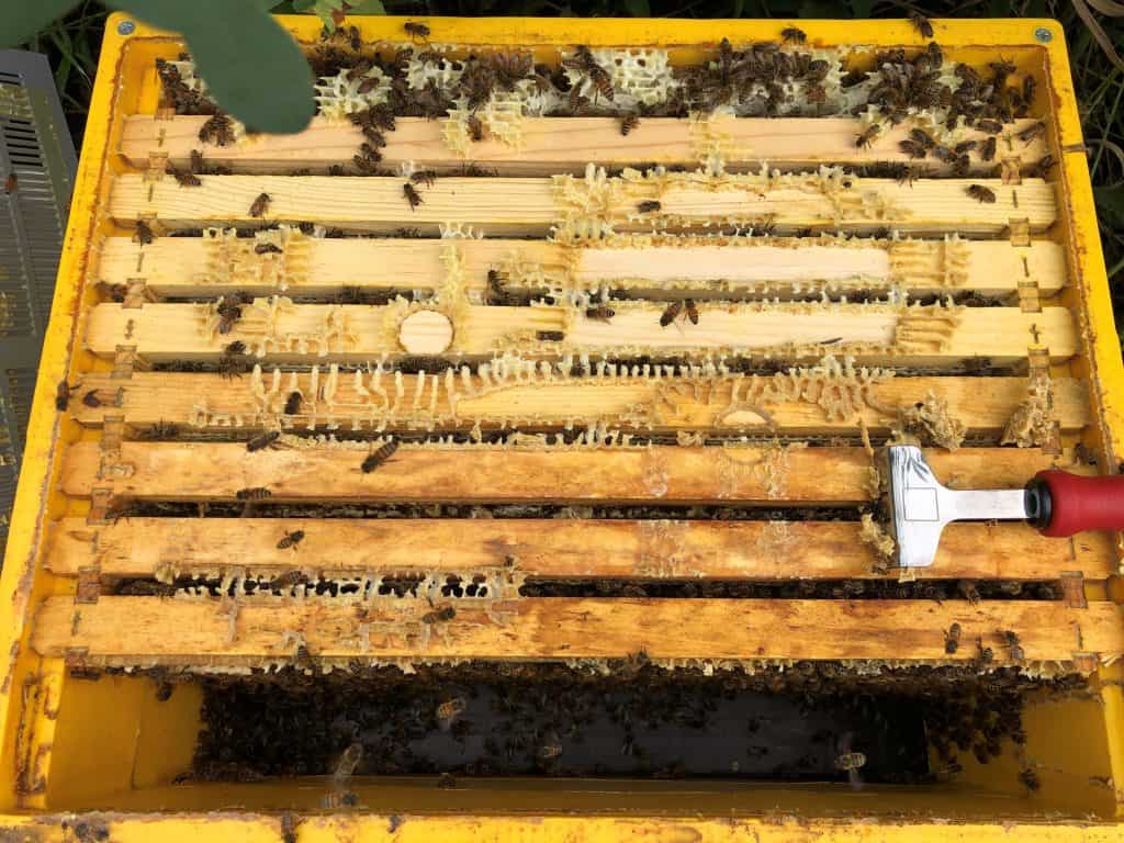 Burr Comb Removal Tool with durable ergonomic design