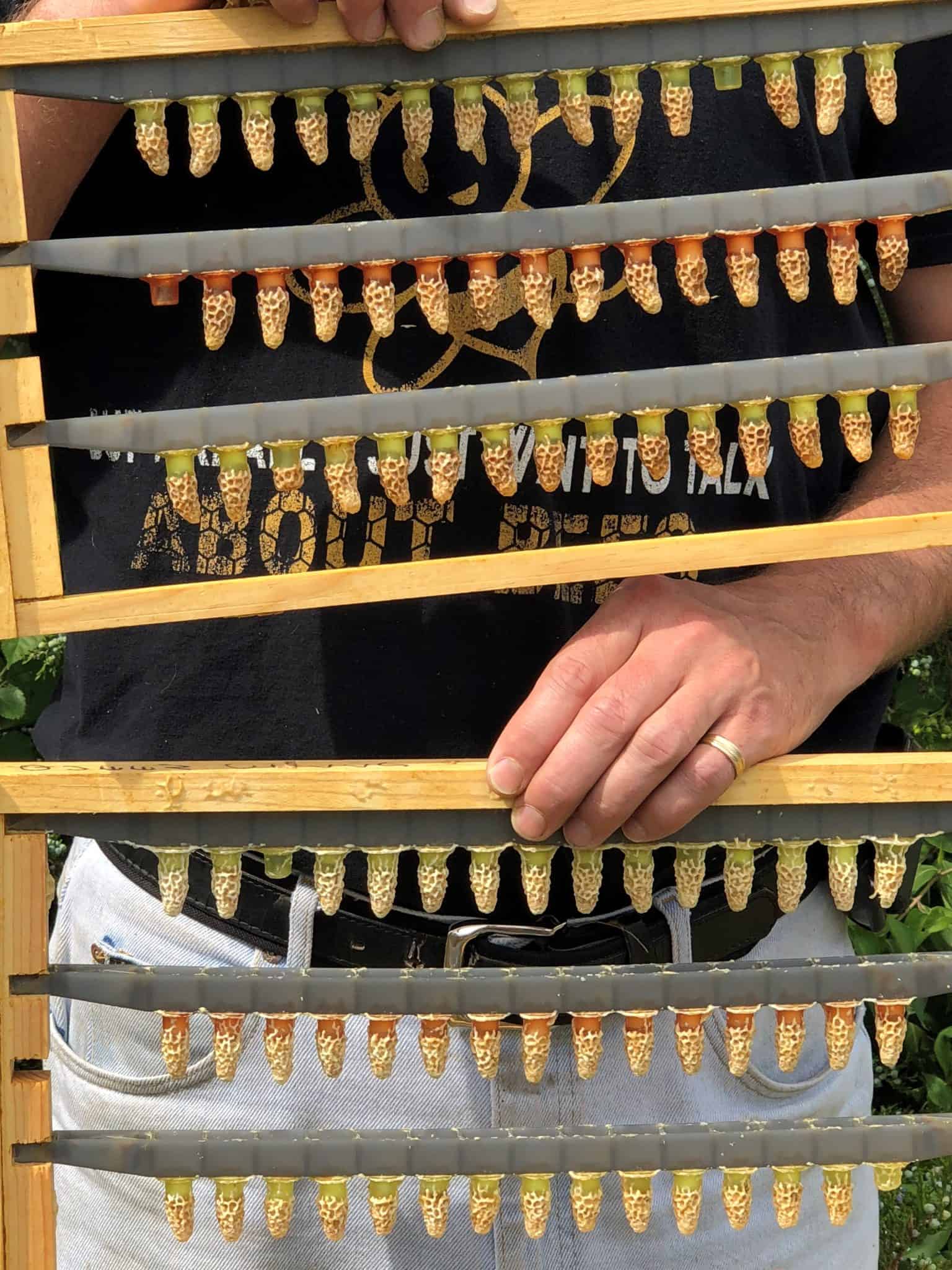 Queen Cells For Sale - Local Meyer Bees stock