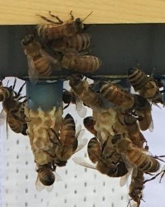 Queen Cells For Sale - Local Meyer Bees stock