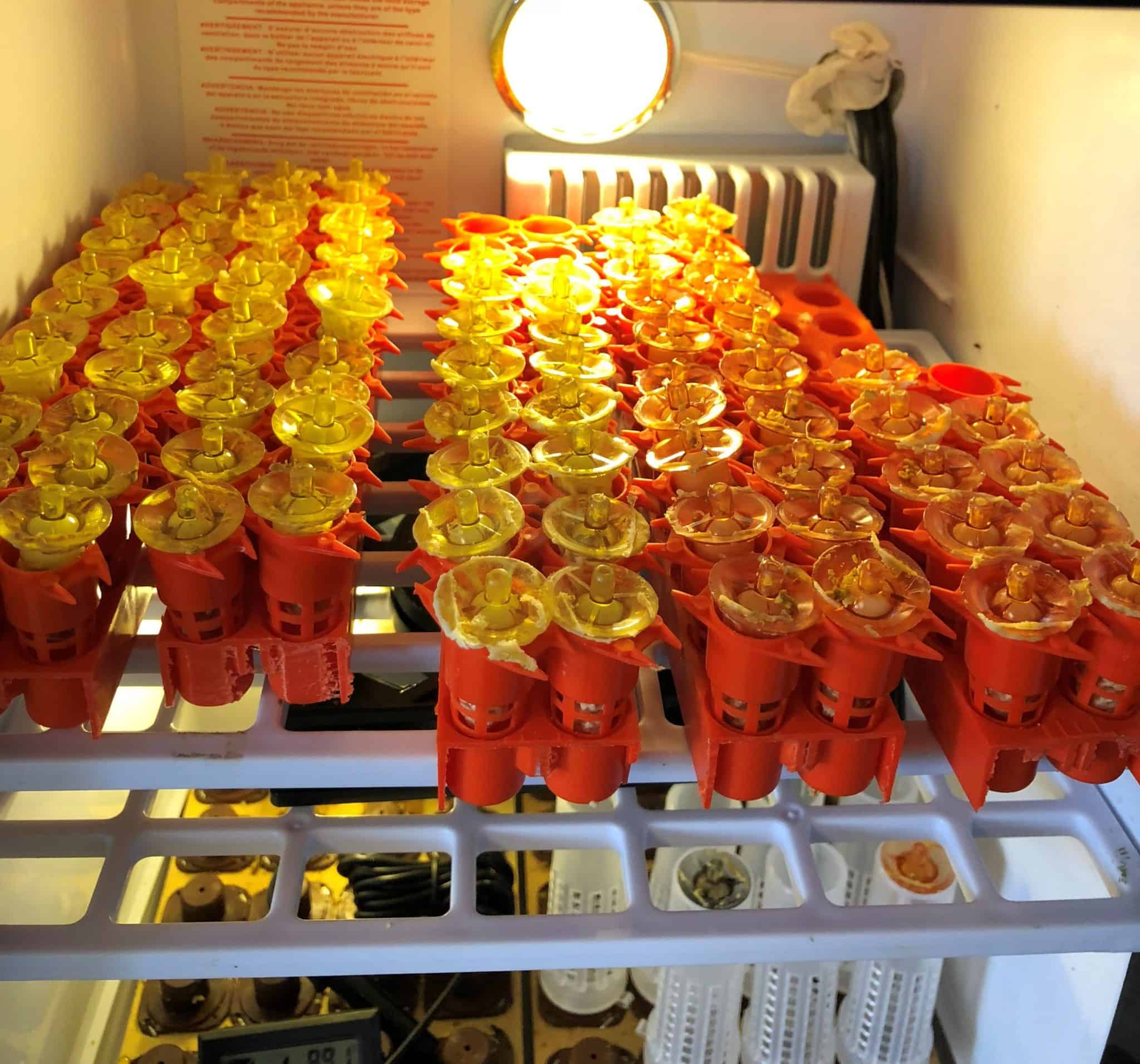 Queen Cells For Sale - Local Meyer Bees stock