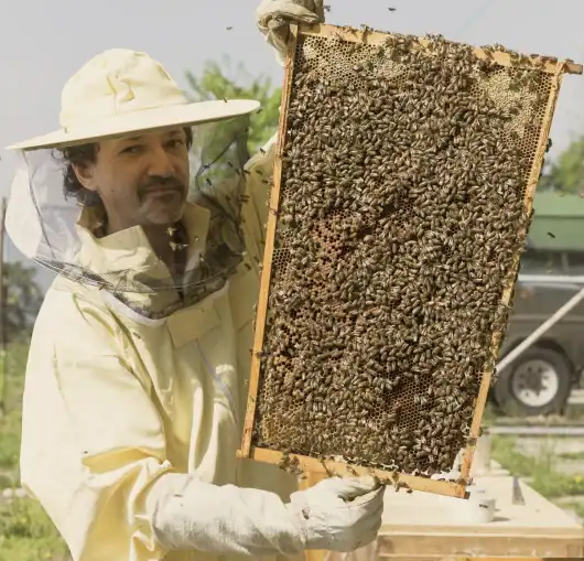 Primal Bee Hive - Meyer Bees