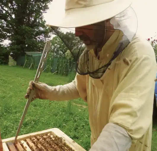 Primal Bee Hive - Meyer Bees